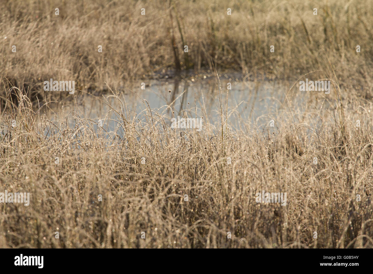 Beautiful bog plants hi-res stock photography and images - Alamy