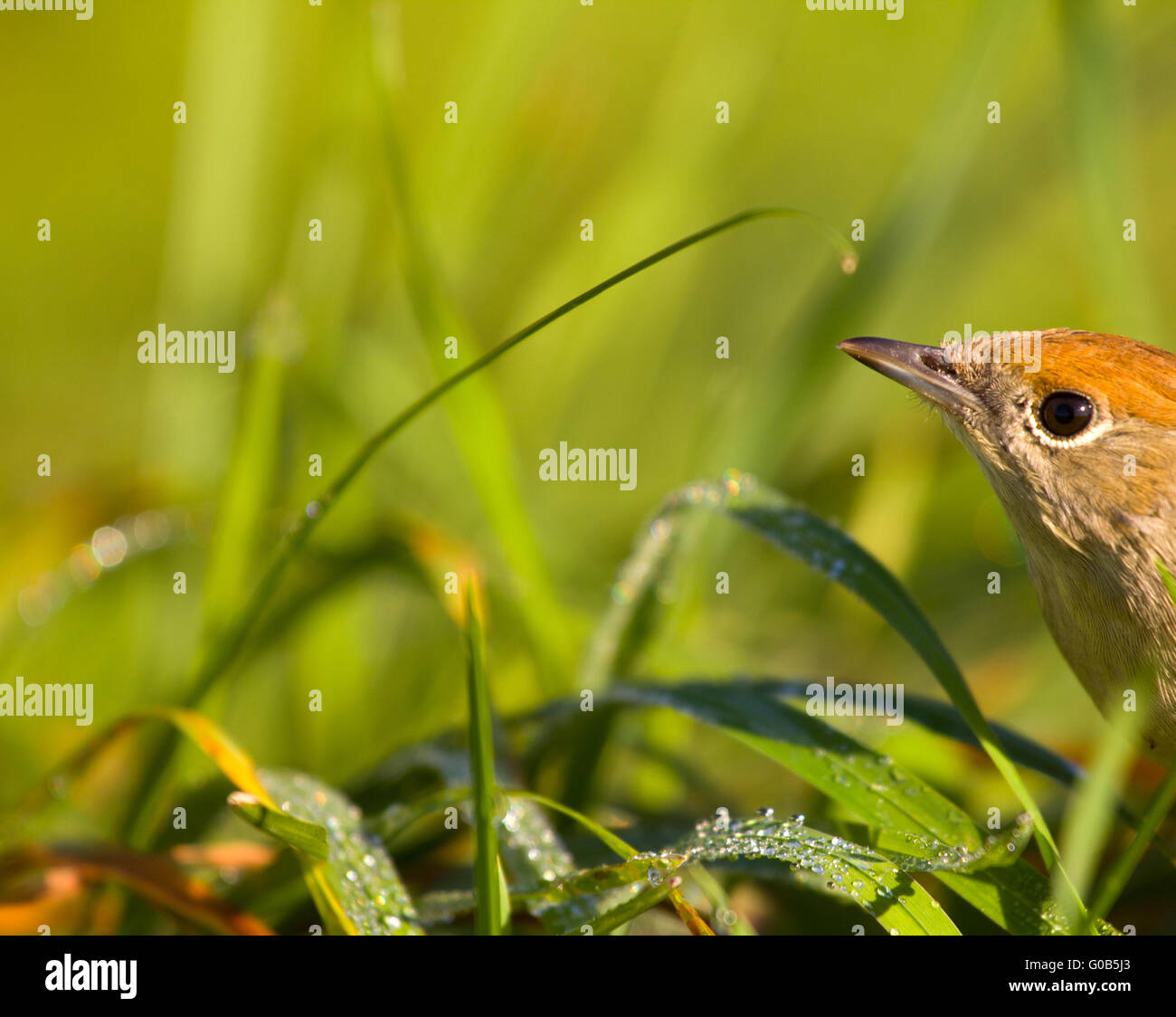 bird in a green grass among the sun and the nature Stock Photo - Alamy