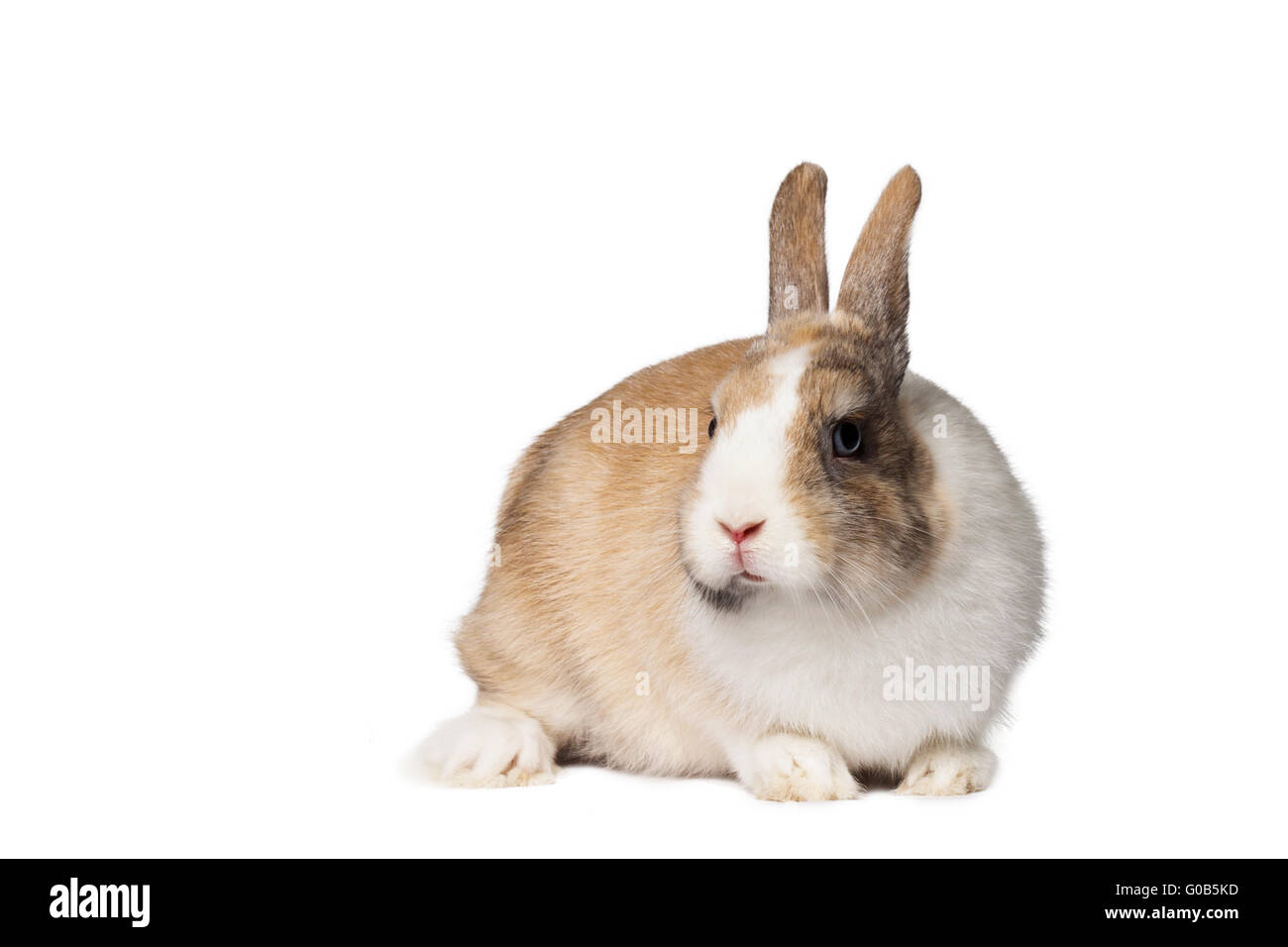 Hare lip hi-res stock photography and images - Alamy