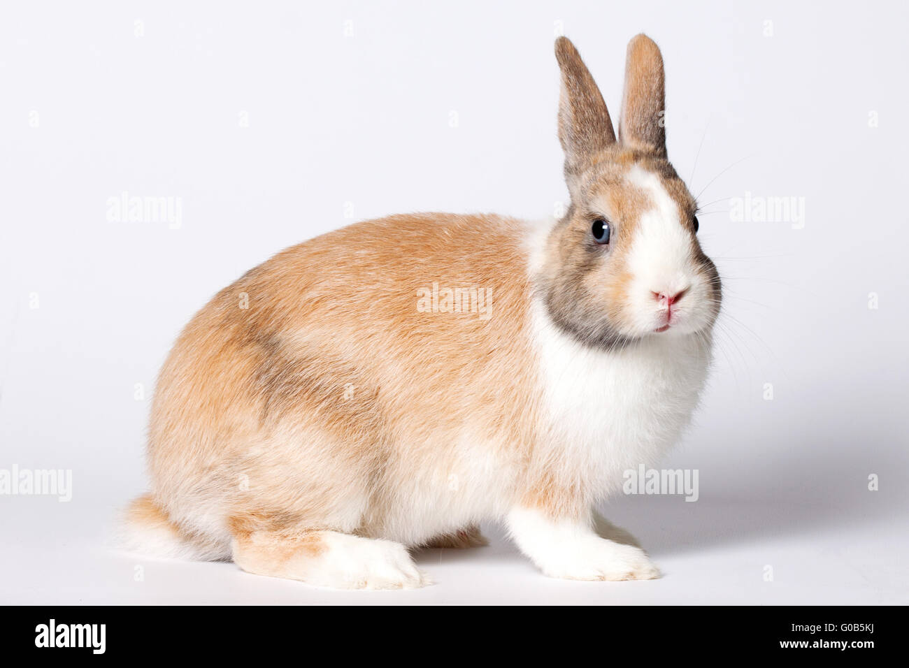 Small domestic rabbit Stock Photo - Alamy