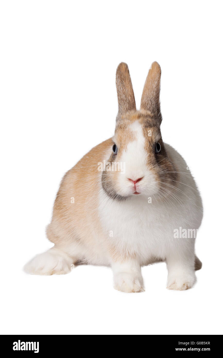 Small ears hi-res stock photography and images - Alamy