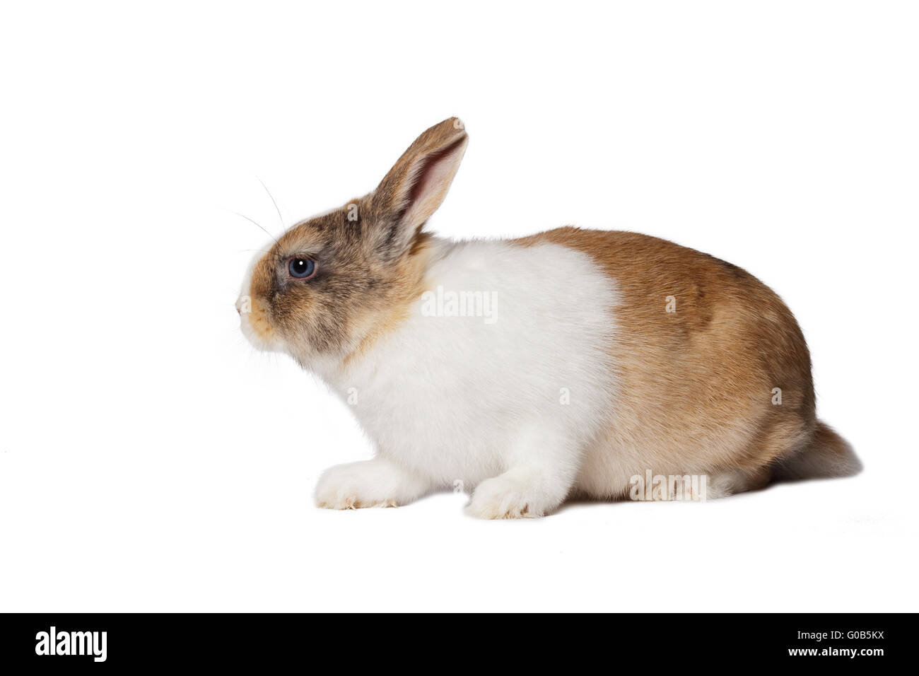 Small domestic rabbit Stock Photo - Alamy