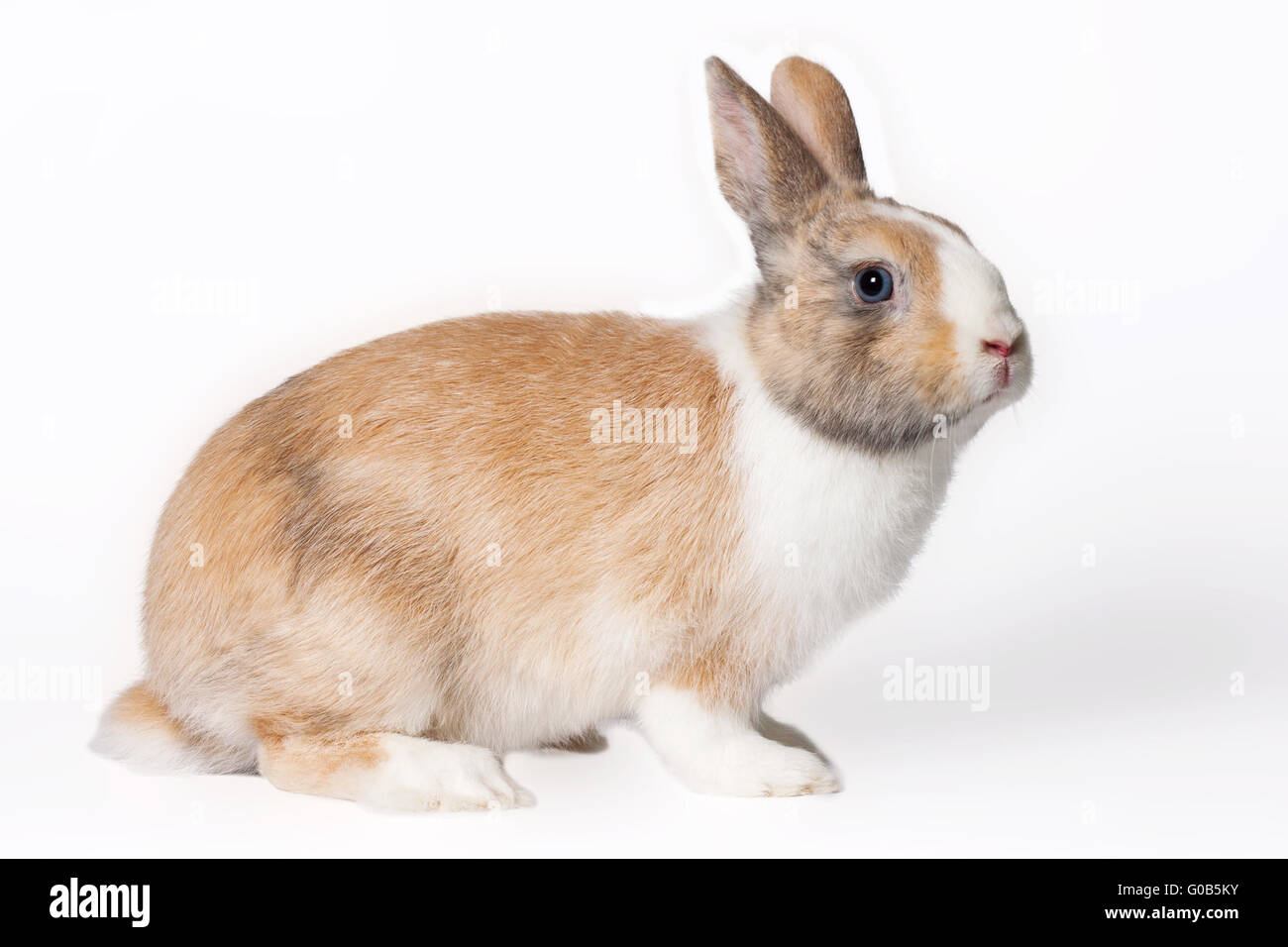 Rabbit lip hi-res stock photography and images - Alamy