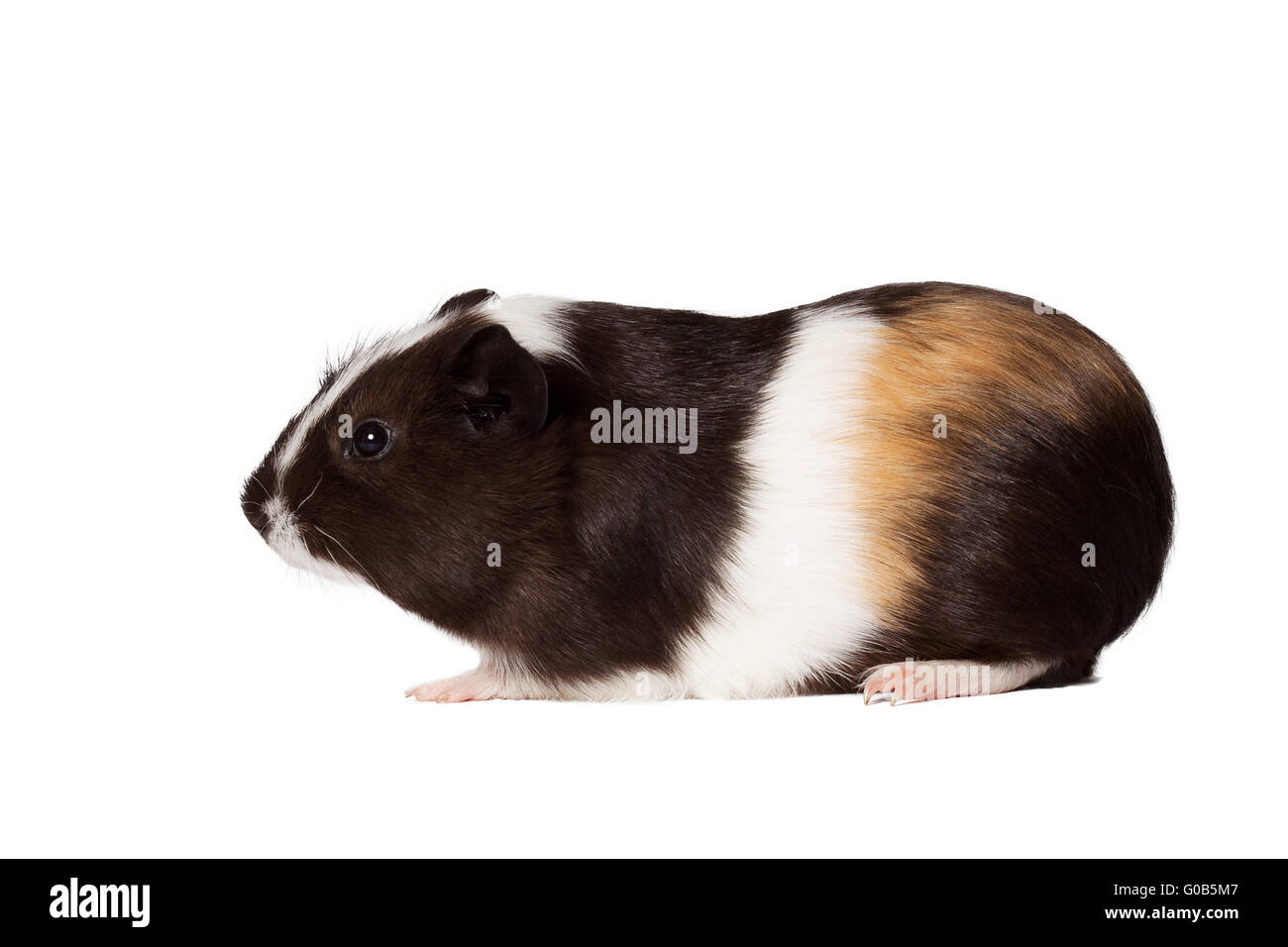 Small colored guinea pig Stock Photo - Alamy