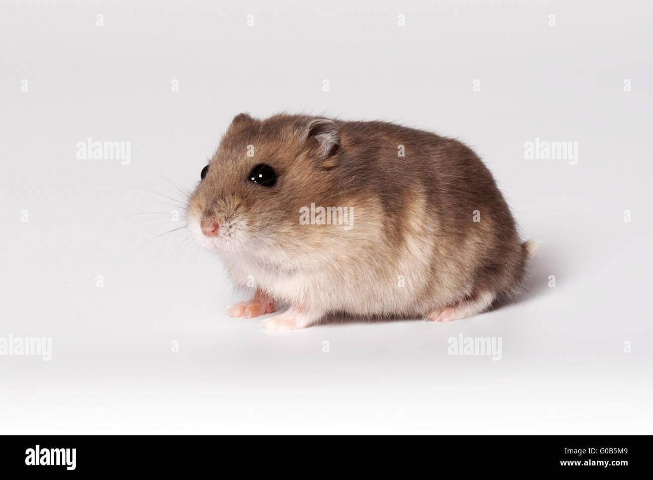 Golden hamster standing hi-res stock photography and images - Alamy