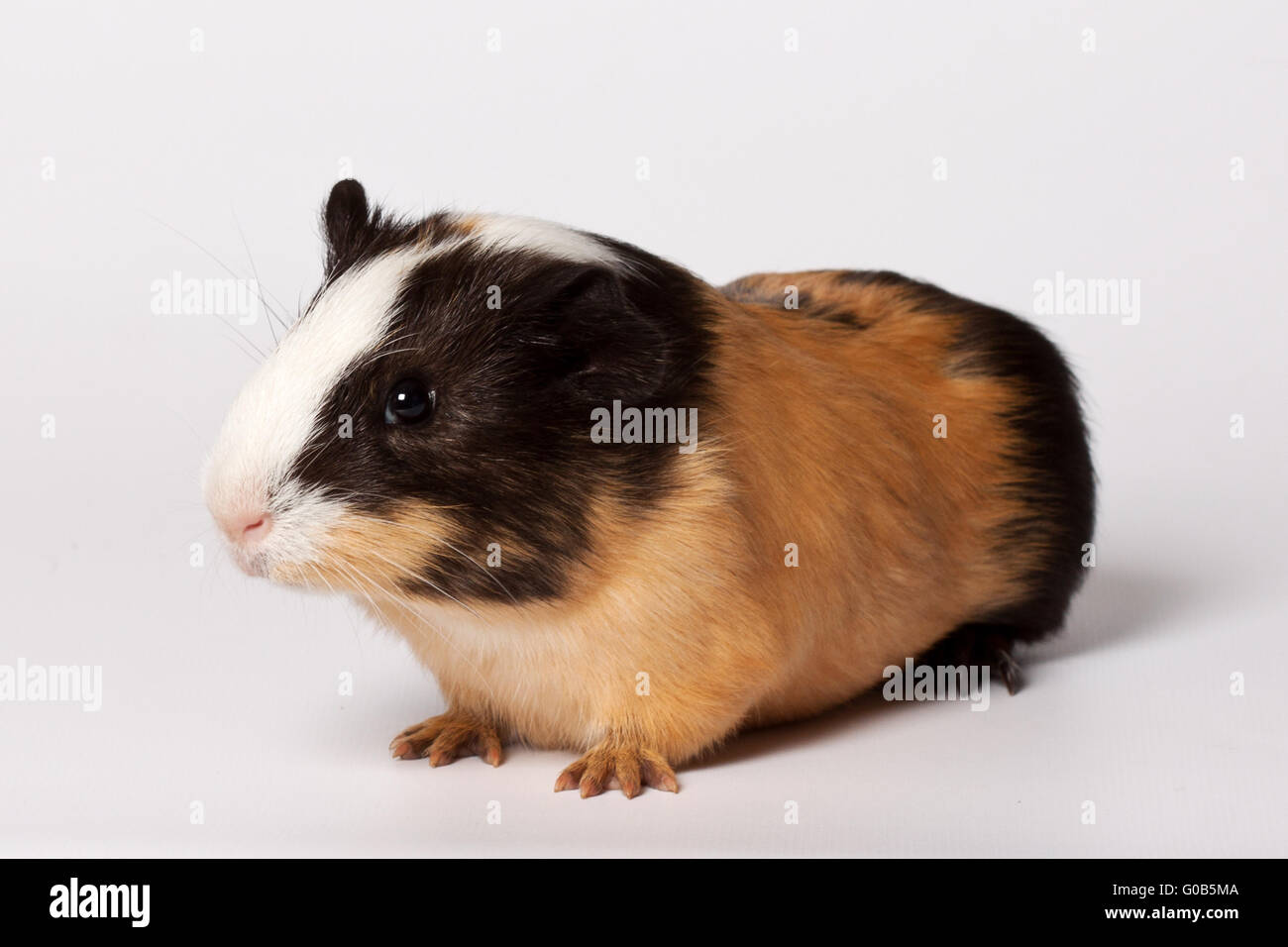 Abyssinian guinea pig hi-res stock photography and images - Alamy