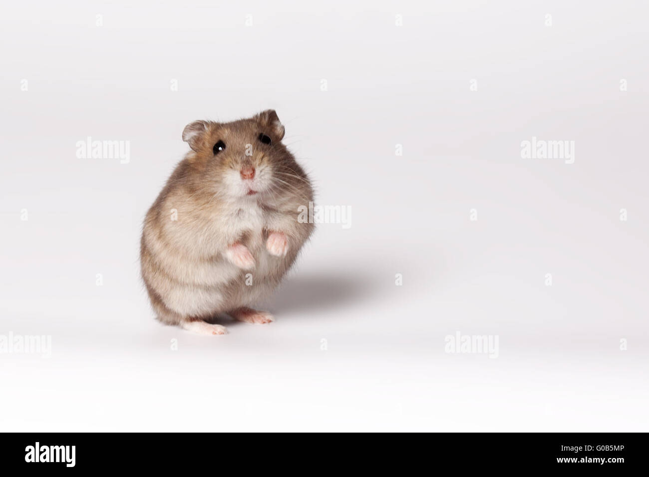 Golden brown fur hi-res stock photography and images - Alamy