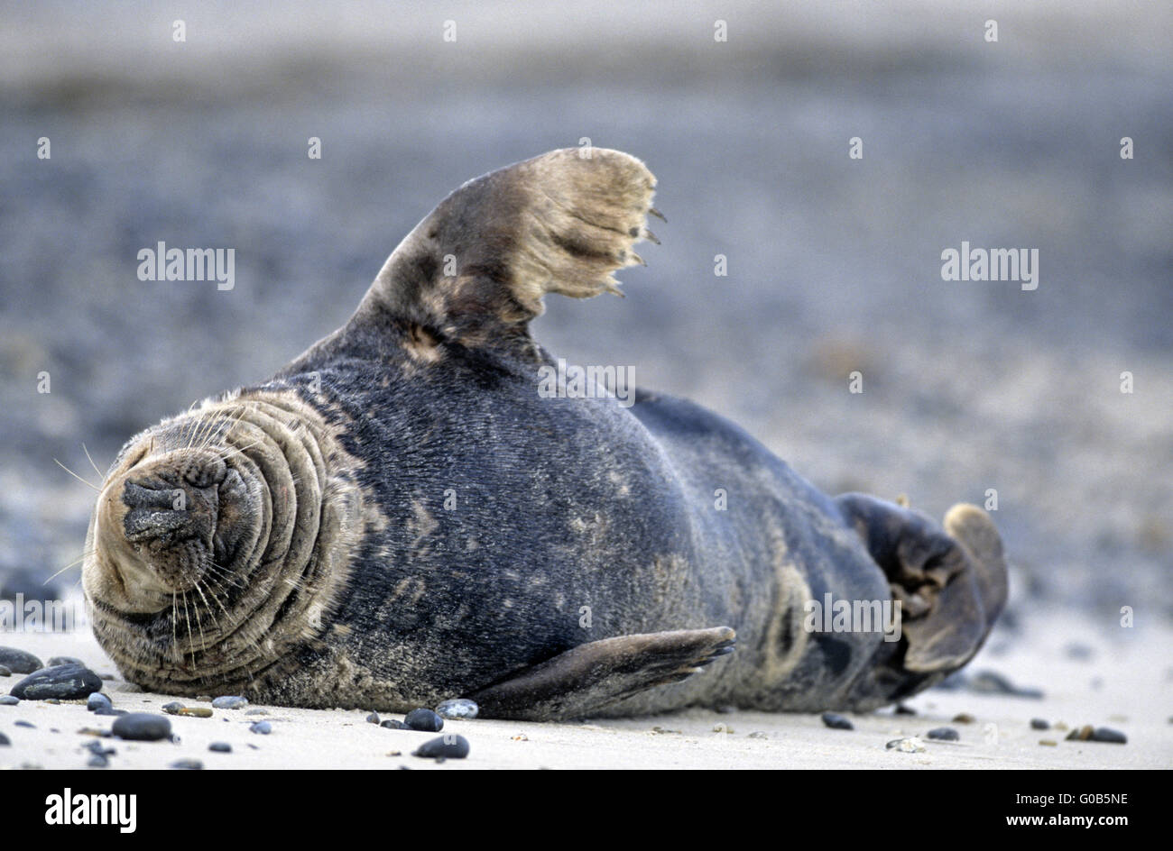 Gray Seal bull sleeping relaxed on the beach Stock Photo - Alamy