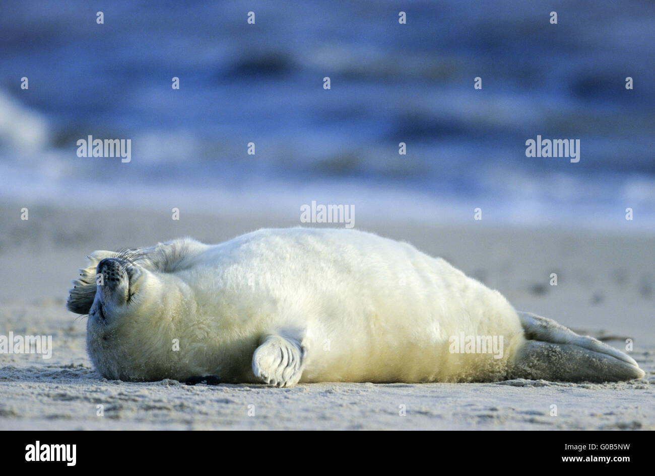 Relaxed seal hi-res stock photography and images - Alamy
