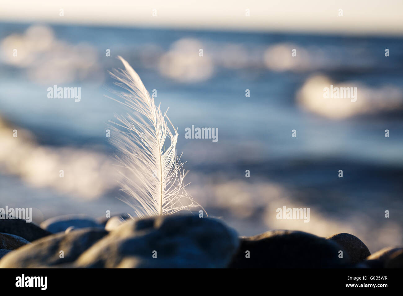 Seagull feather stuck in a rock at the seaside Stock Photo - Alamy