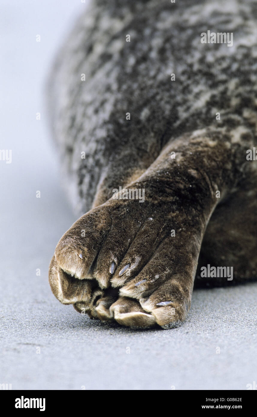 Harbour Seal detail photo of the tail fin Stock Photo - Alamy