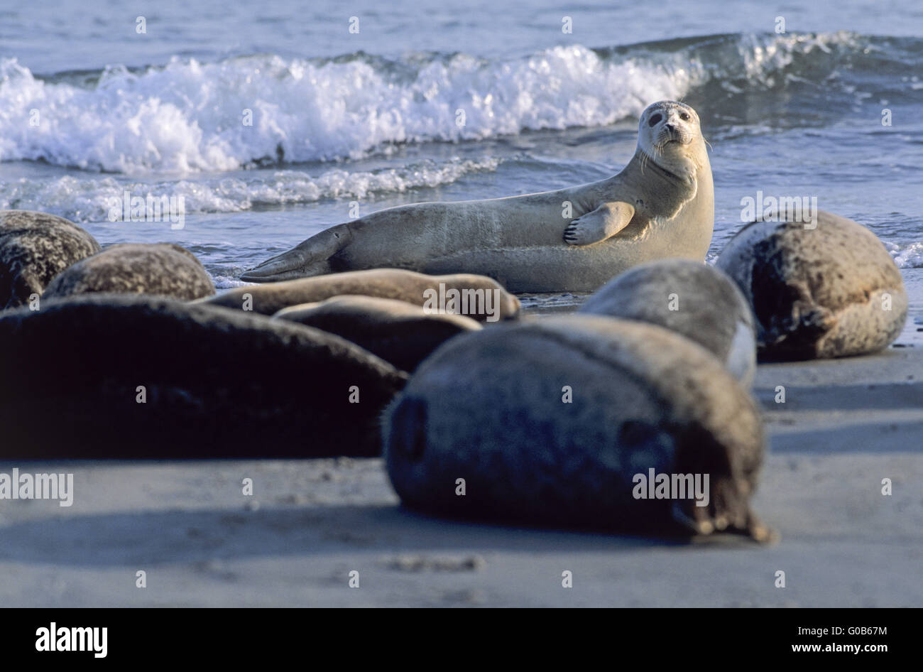 Harbour Seals lying on the beach Stock Photo - Alamy
