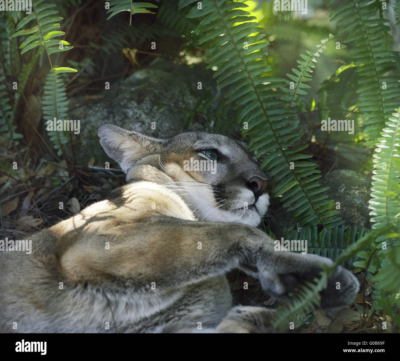 A North American Cougar (Puma concolor) Resting Under Shady Tree Stock ...