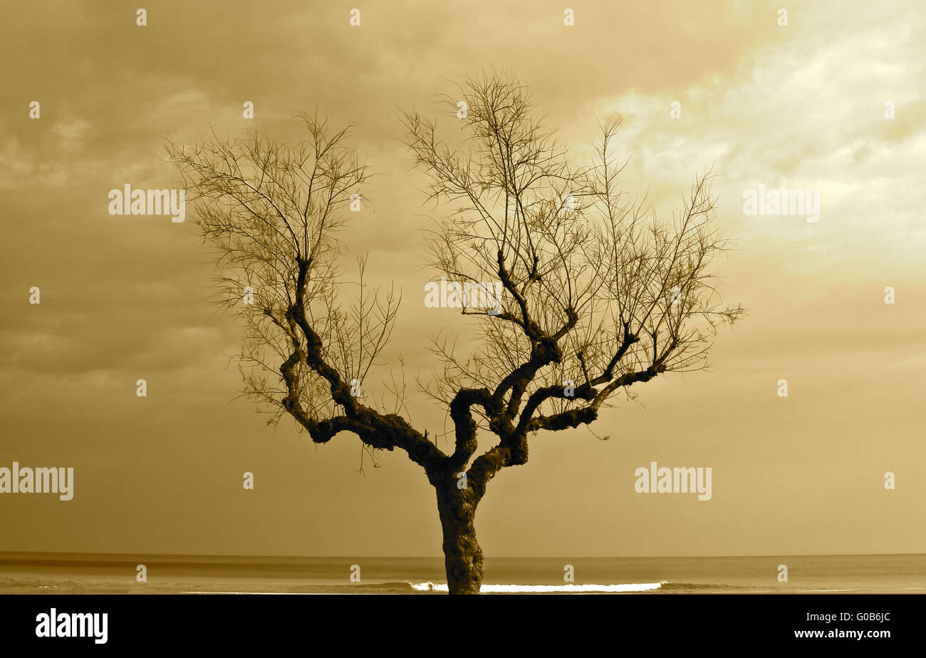 Sa coma beach hi-res stock photography and images - Alamy