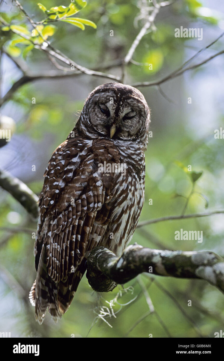 Nachtvoege hi-res stock photography and images - Alamy