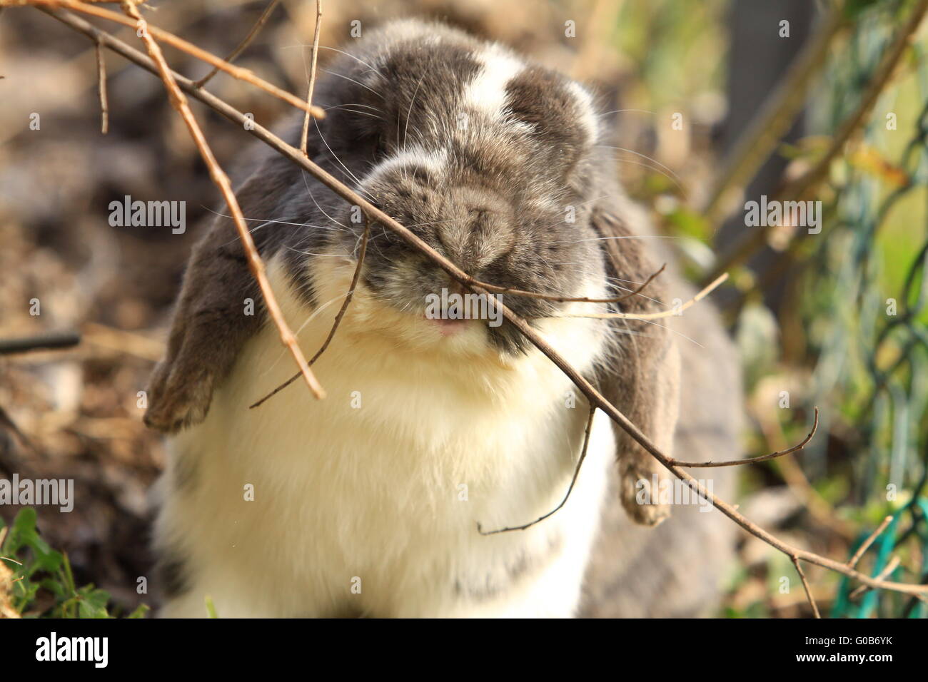 Lop-Eared dwarf rabbit nibbling at a twig Stock Photo - Alamy