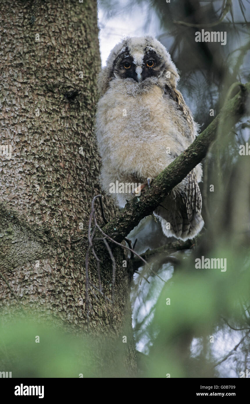 Dinky bird hi-res stock photography and images - Alamy