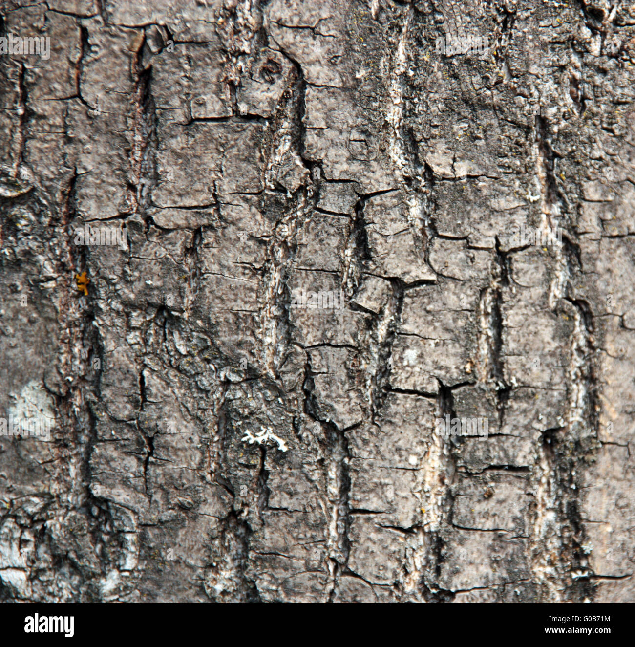 Rinde textur hintergrund hi-res stock photography and images - Alamy