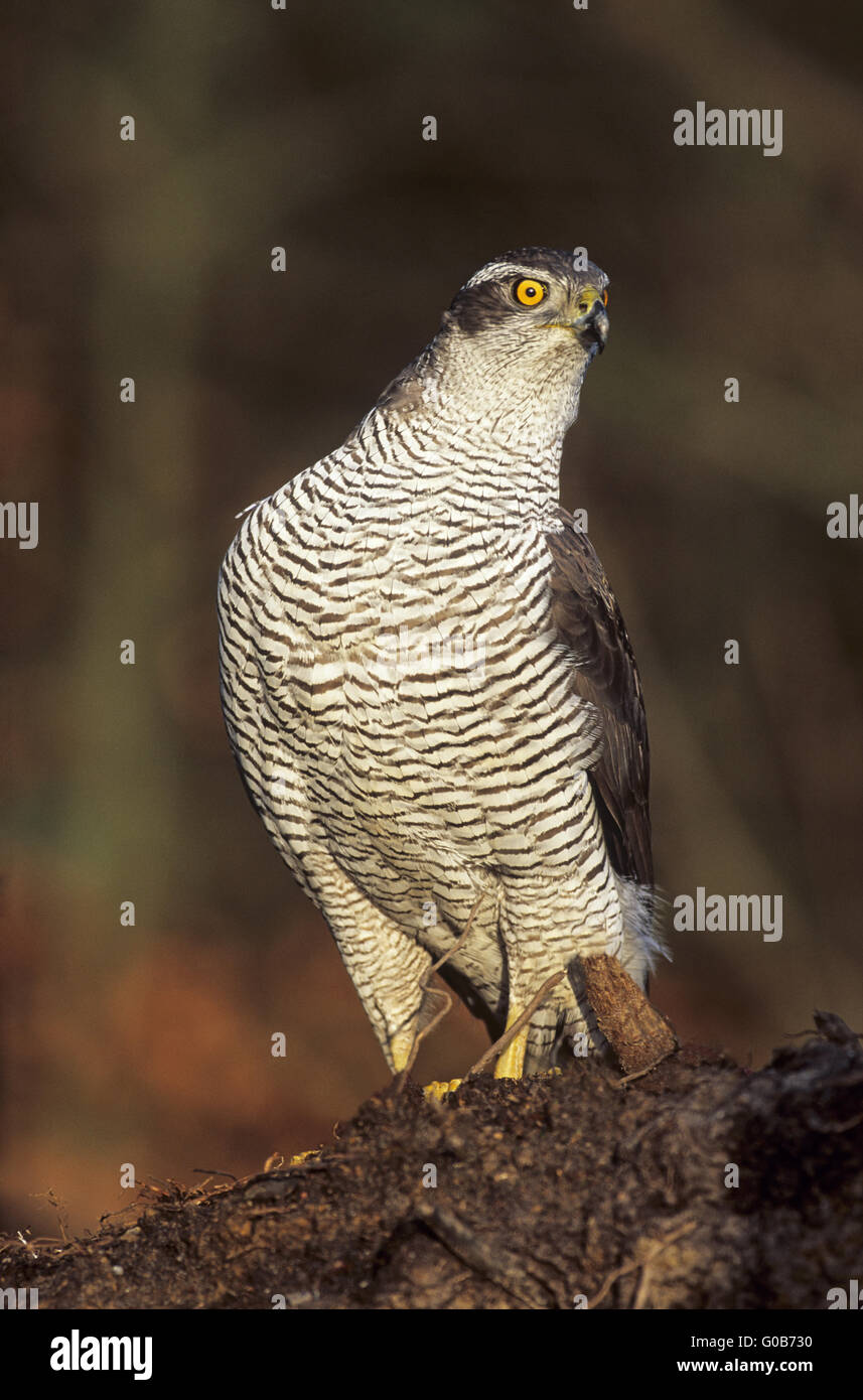 Goshawk female hi-res stock photography and images - Alamy