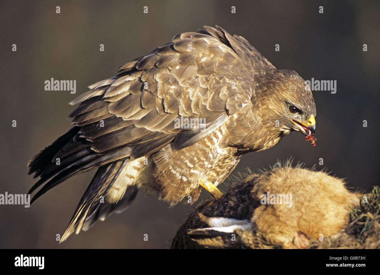 Common Buzzard feeds on a perishing Brown Hare Stock Photo - Alamy