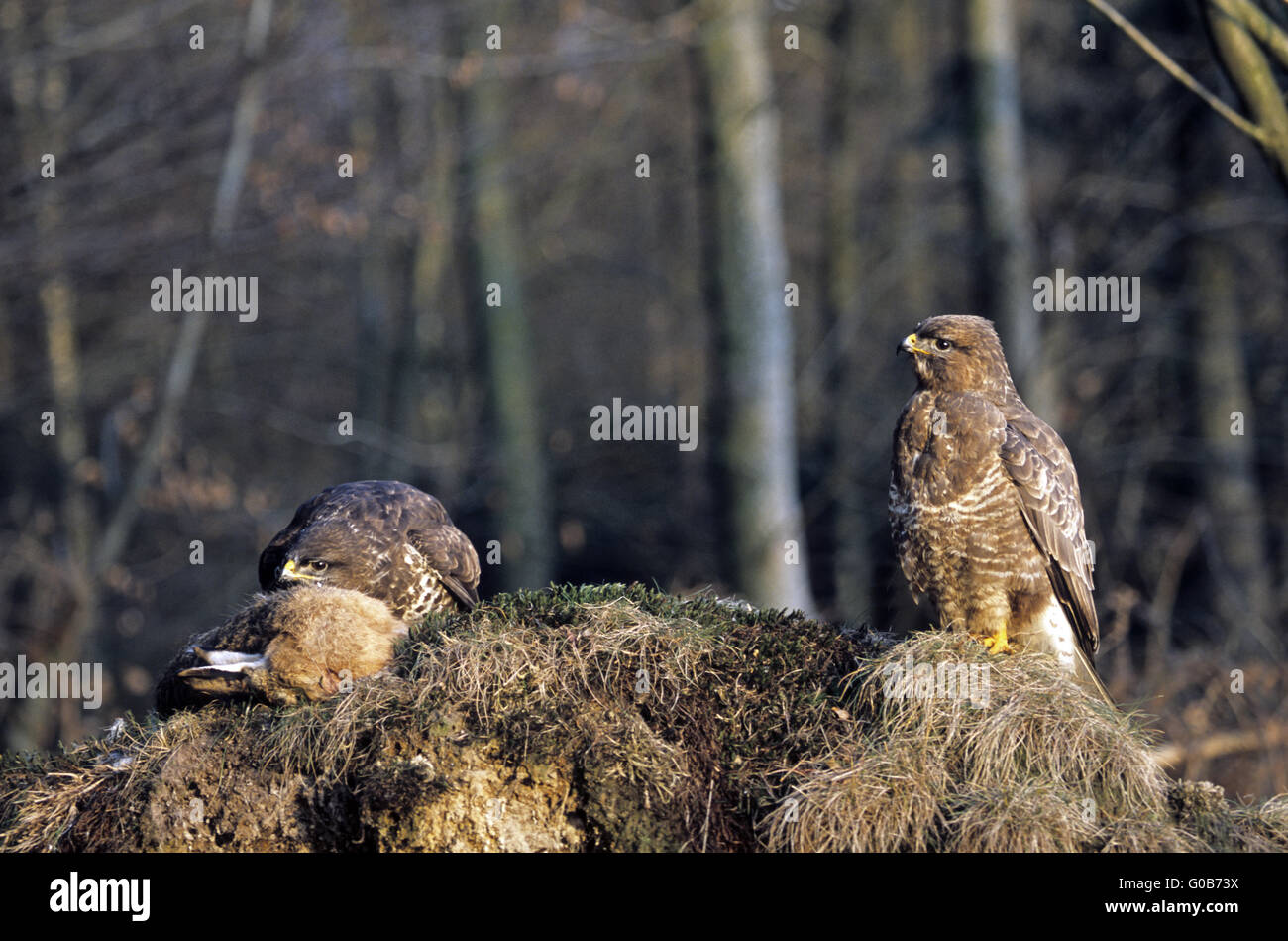 Common buzzards hi-res stock photography and images - Alamy