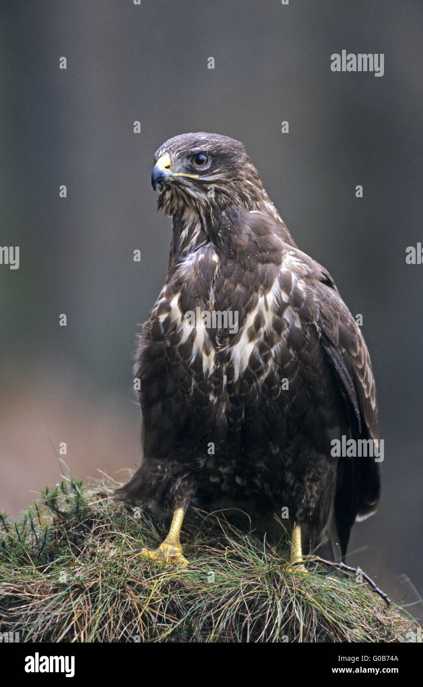 Common Buzzard sitting on a tree root of a spruce Stock Photo - Alamy