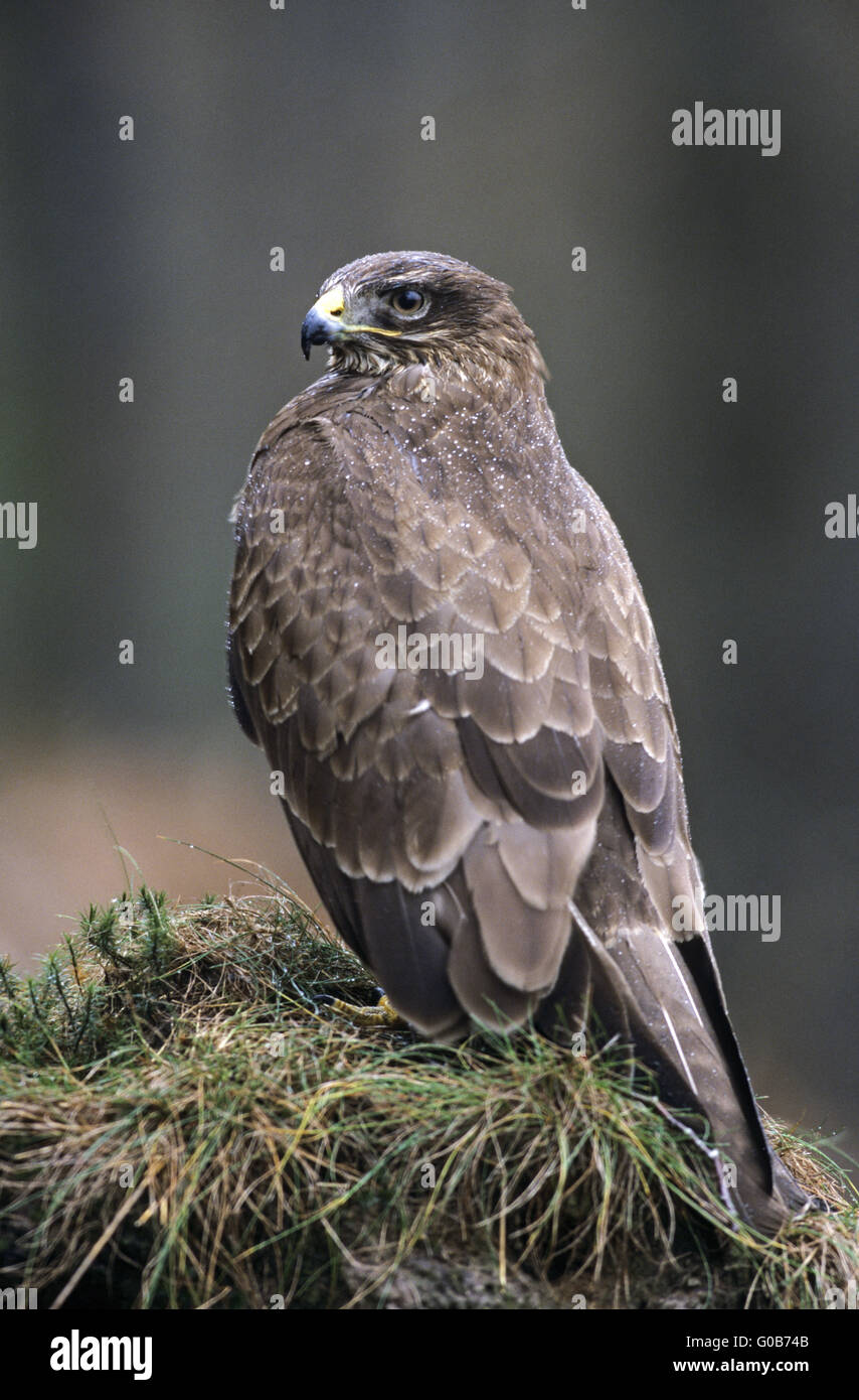 Common Buzzard sitting on a tree root of a spruce Stock Photo - Alamy