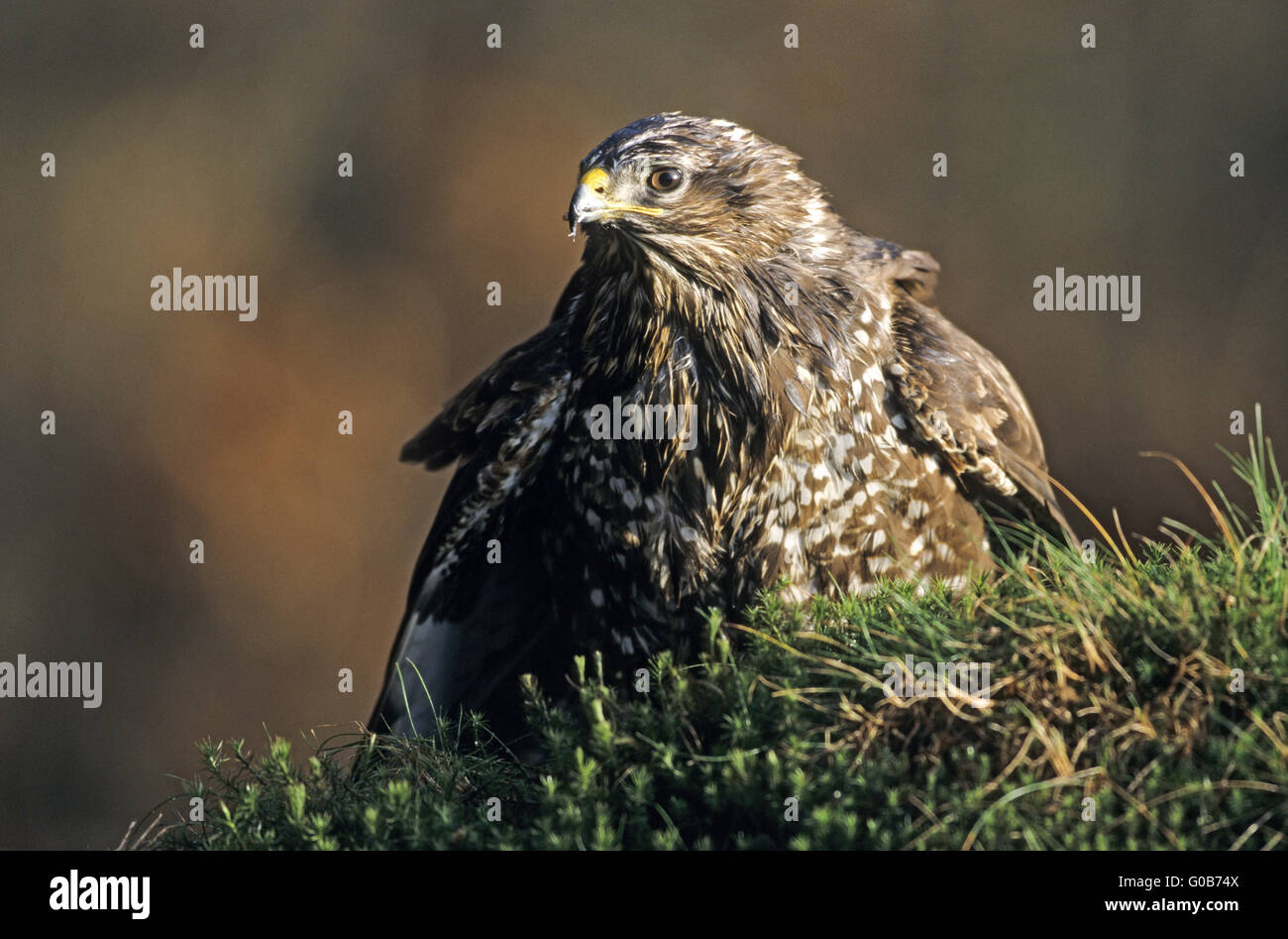 Common Buzzard sitting on a tree root of a spruce Stock Photo - Alamy