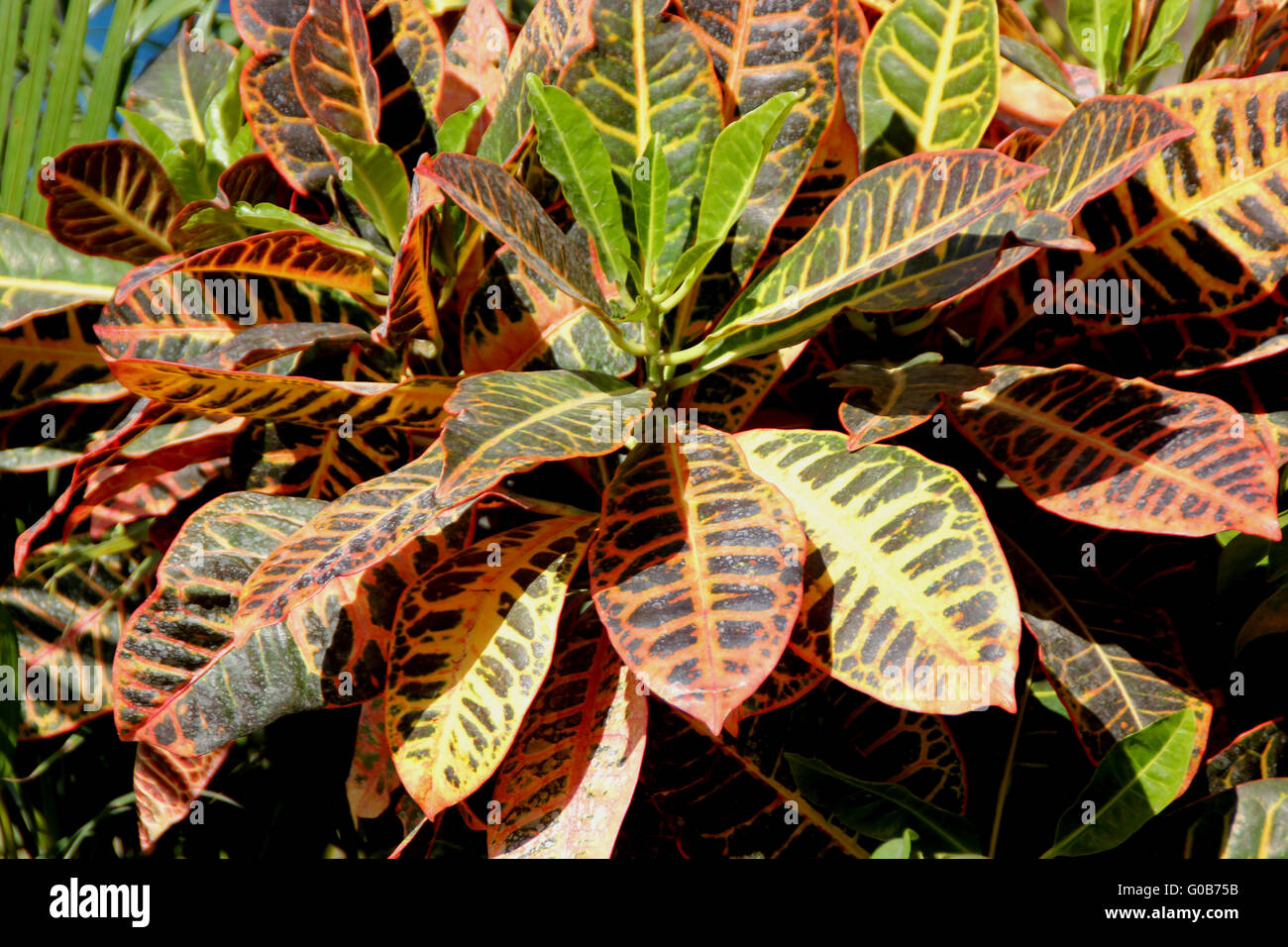 Codiaeum variegatum hi-res stock photography and images - Alamy