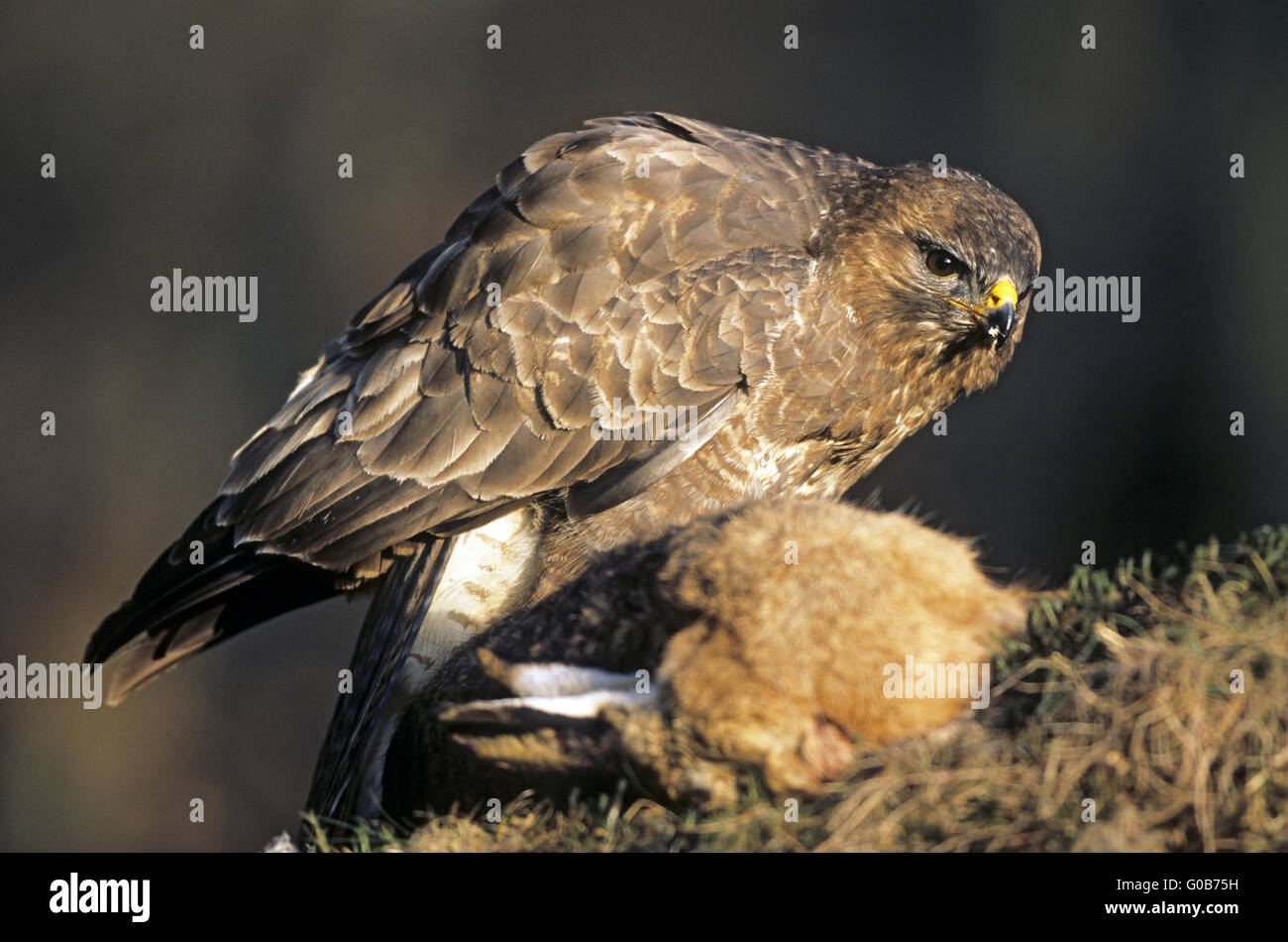 Common Buzzard feeds on a perishing Brown Hare Stock Photo - Alamy