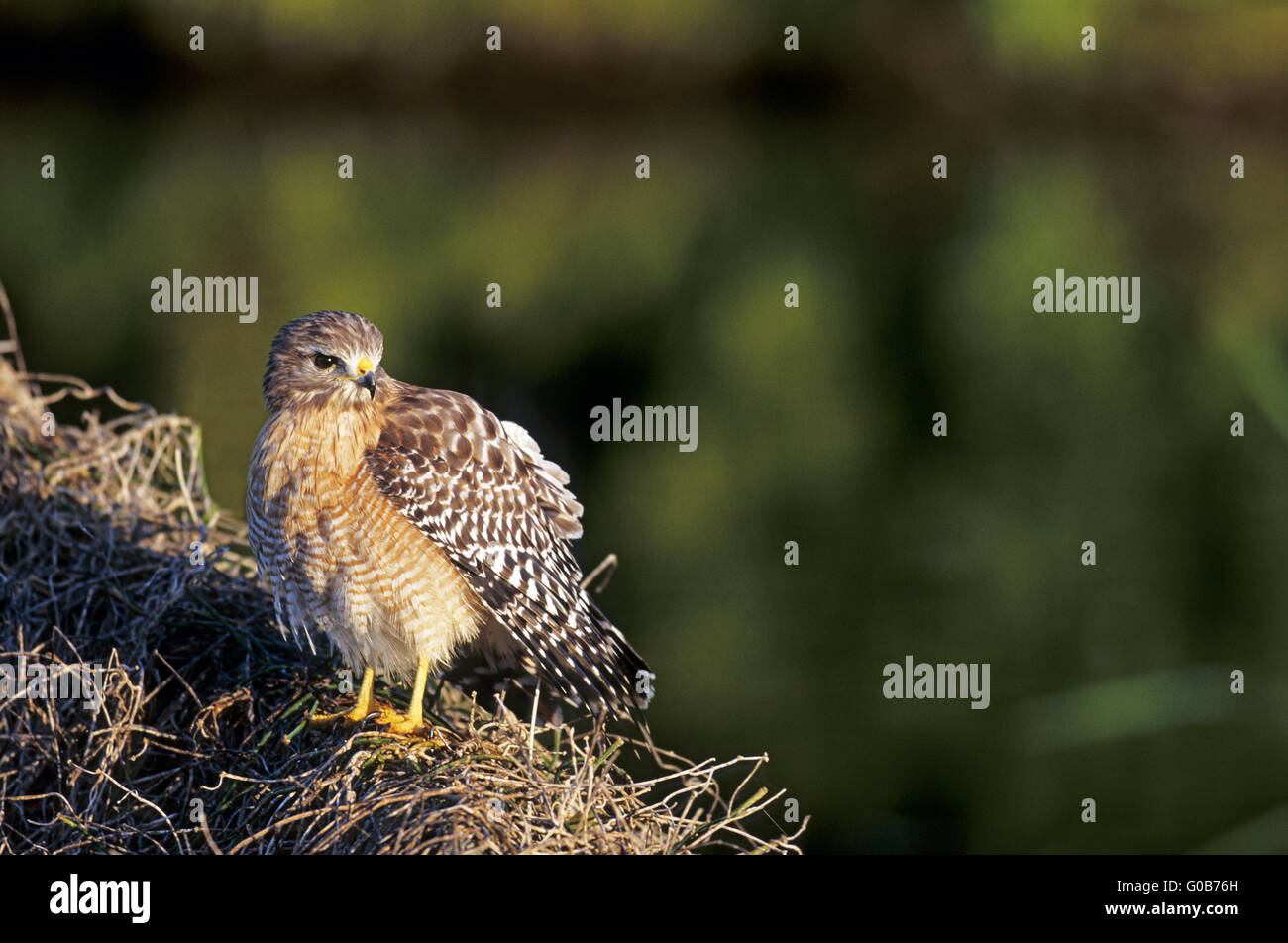 Red-shouldered Hawk enjoying the morning sun Stock Photo - Alamy
