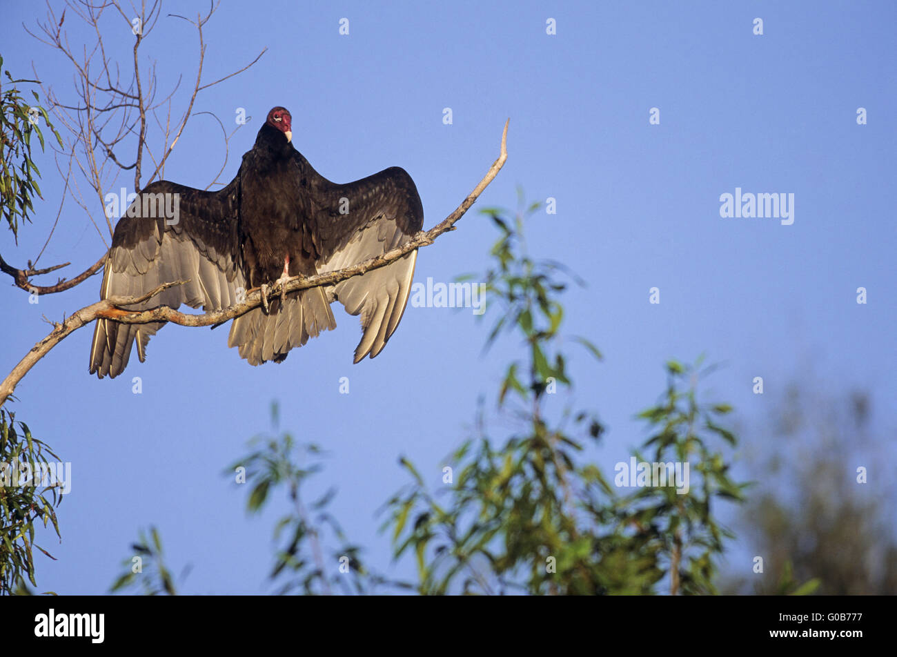 Adult taking a sunbath hi-res stock photography and images - Alamy