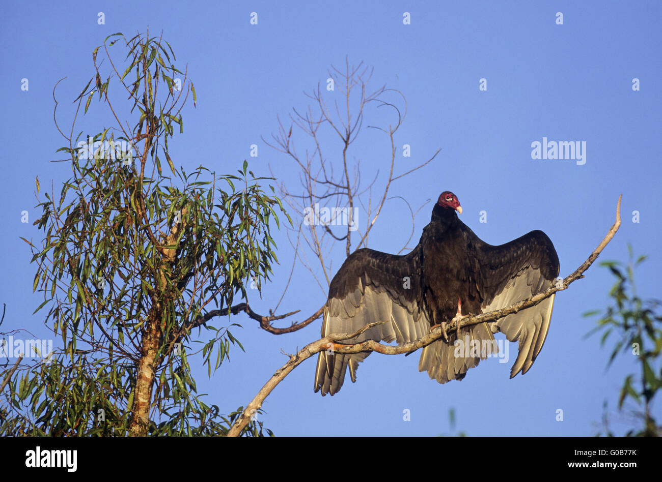 Turkey Vulture adult bird taking a sunbath Stock Photo - Alamy