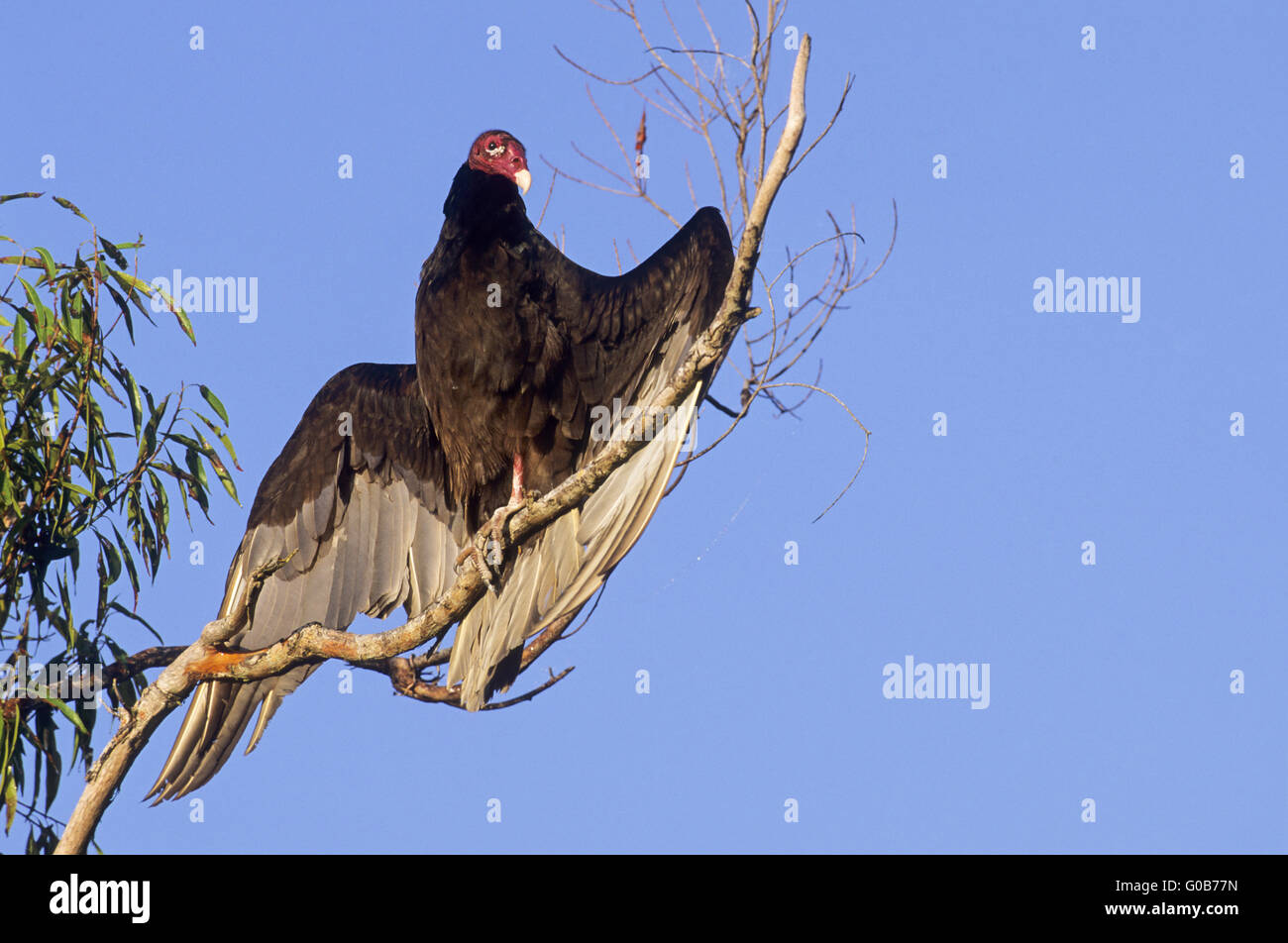 Turkey Vulture adult bird taking a sunbath Stock Photo - Alamy