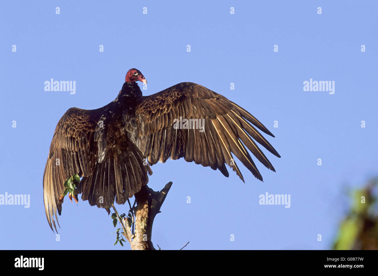 Vultures sunbathing hi-res stock photography and images - Alamy