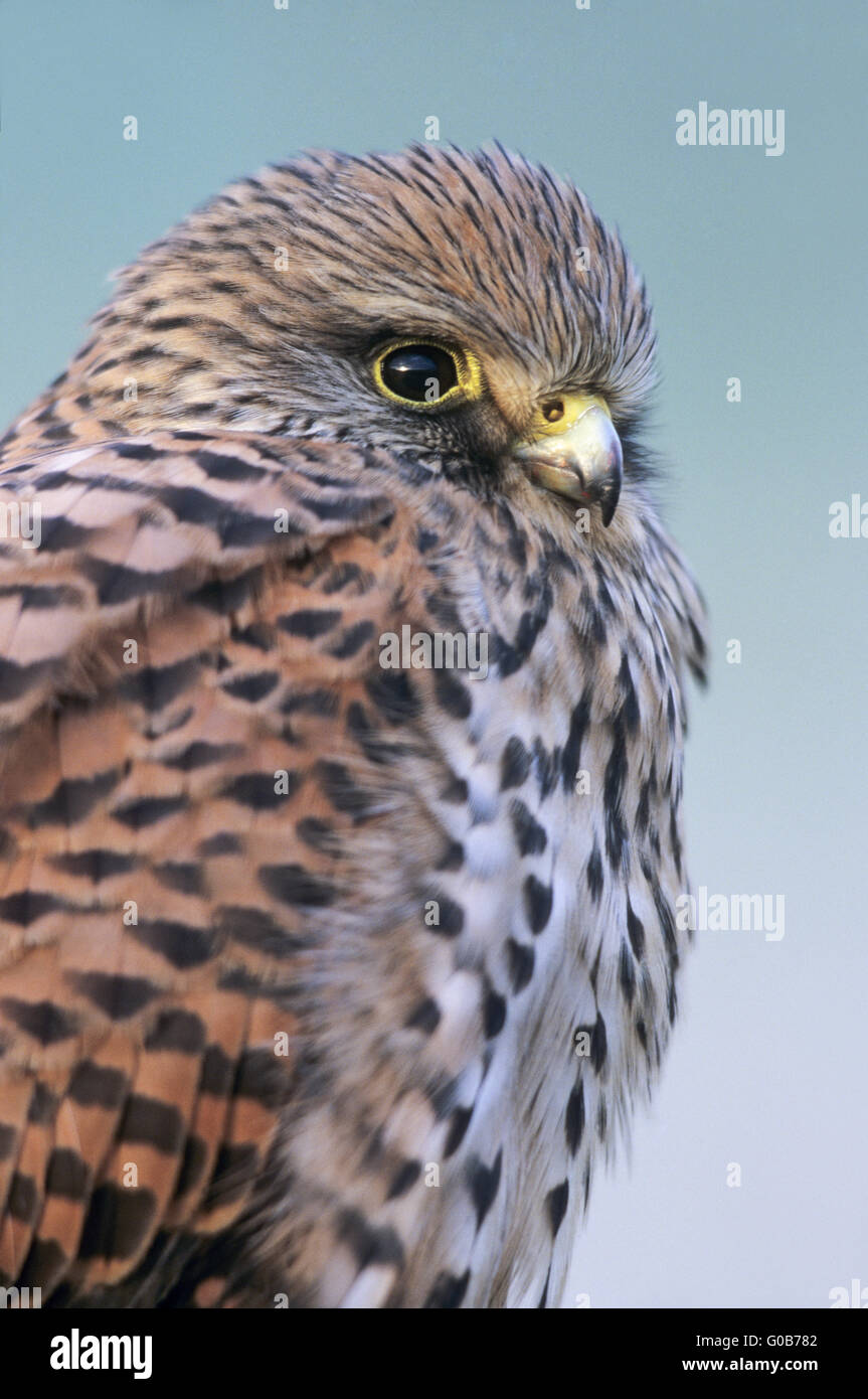 Common Kestrel female in portrait Stock Photo - Alamy