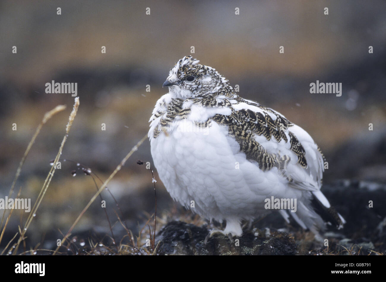 Snow Chicken sitting on a rock Stock Photo - Alamy