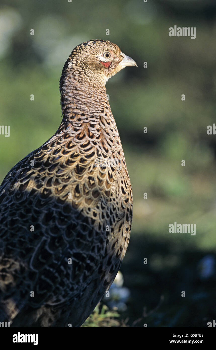 Common Pheasant hen portrait Stock Photo - Alamy