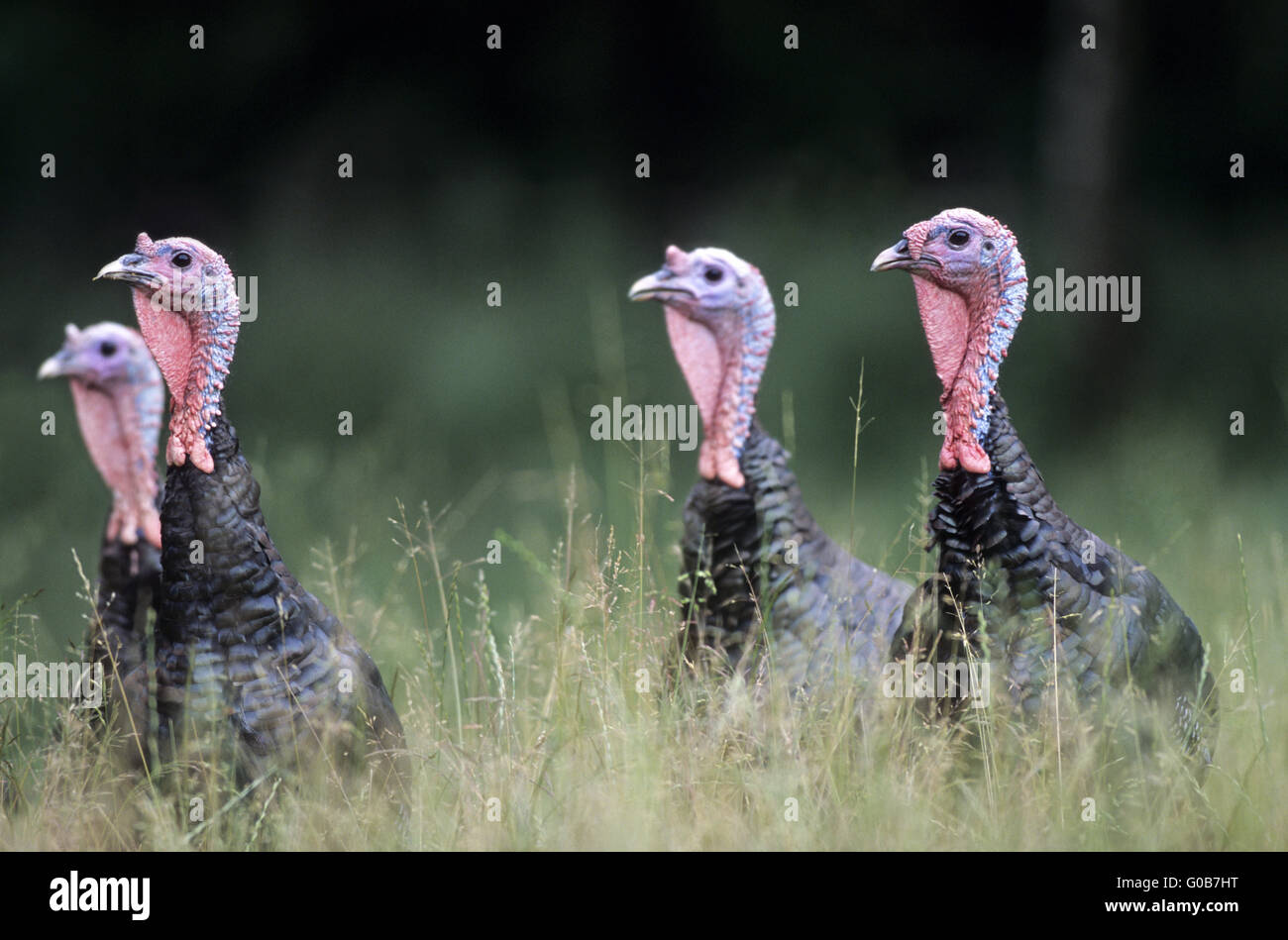 Wild Turkey males looking intently Stock Photo - Alamy