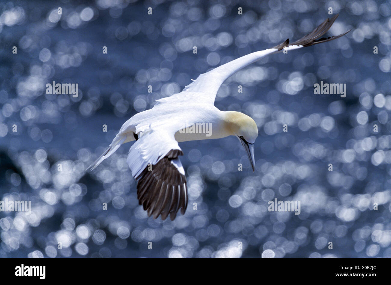 Aves gannet hi-res stock photography and images - Alamy
