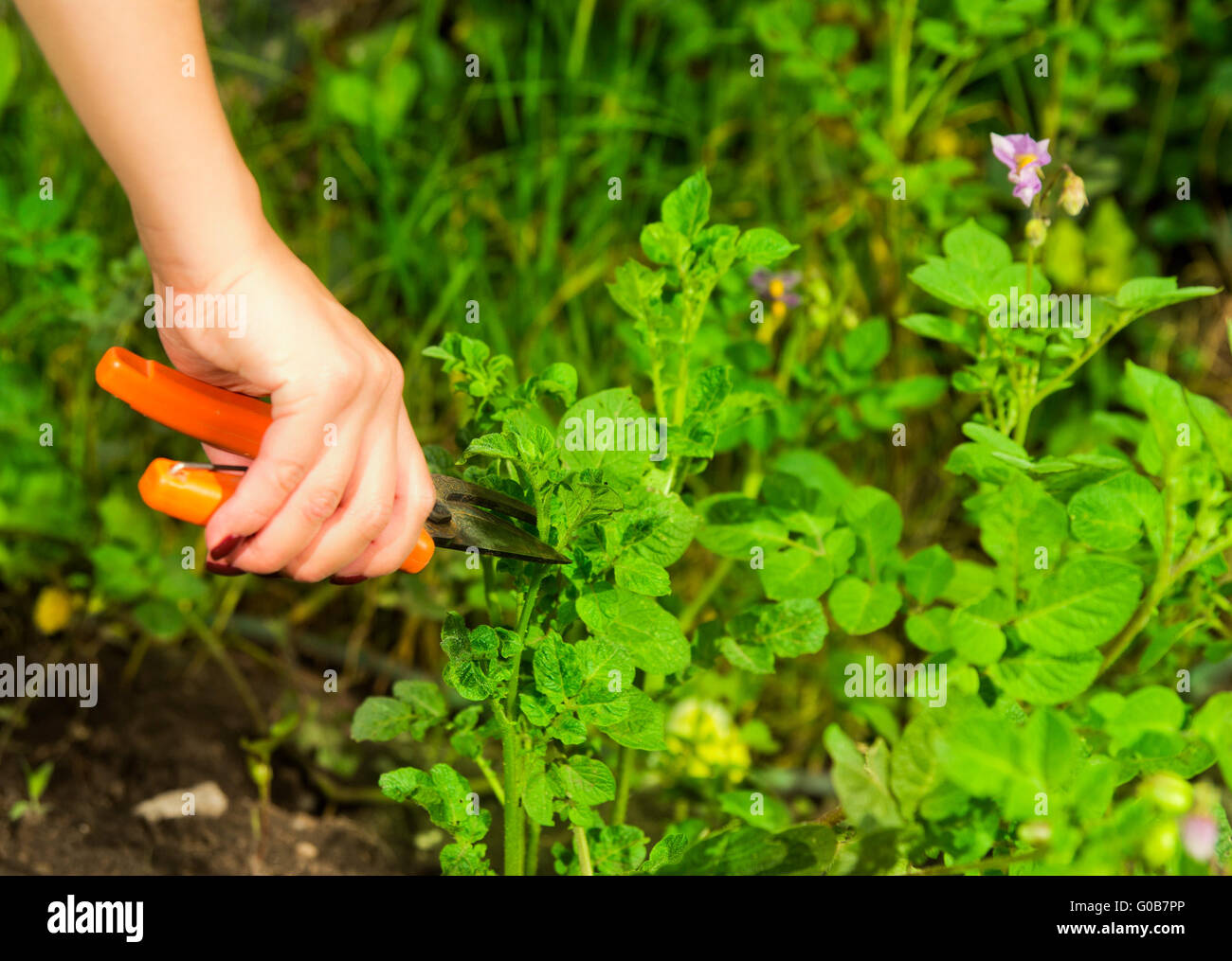 Closeup womans hand using gardening tool while digging in soil and ...