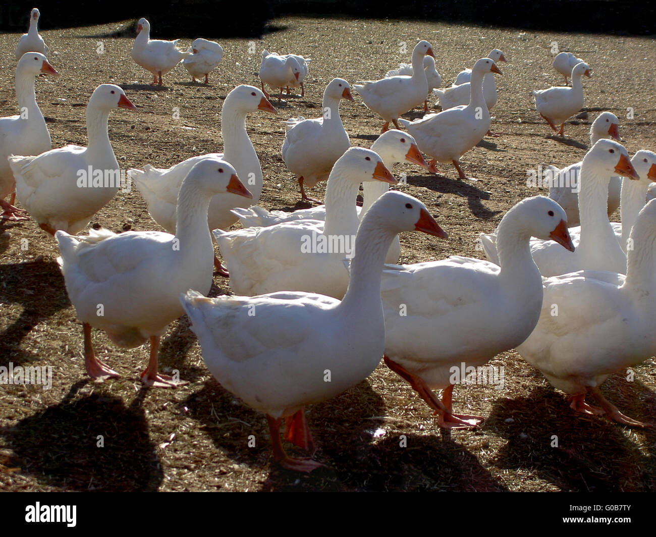 Livestock Breeding Stock Photos & Livestock Breeding Stock Images - Alamy