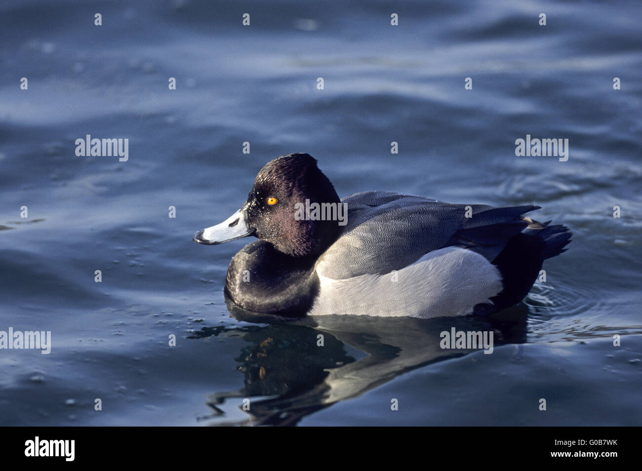 Greater scaup bluebill duck hi-res stock photography and images - Alamy