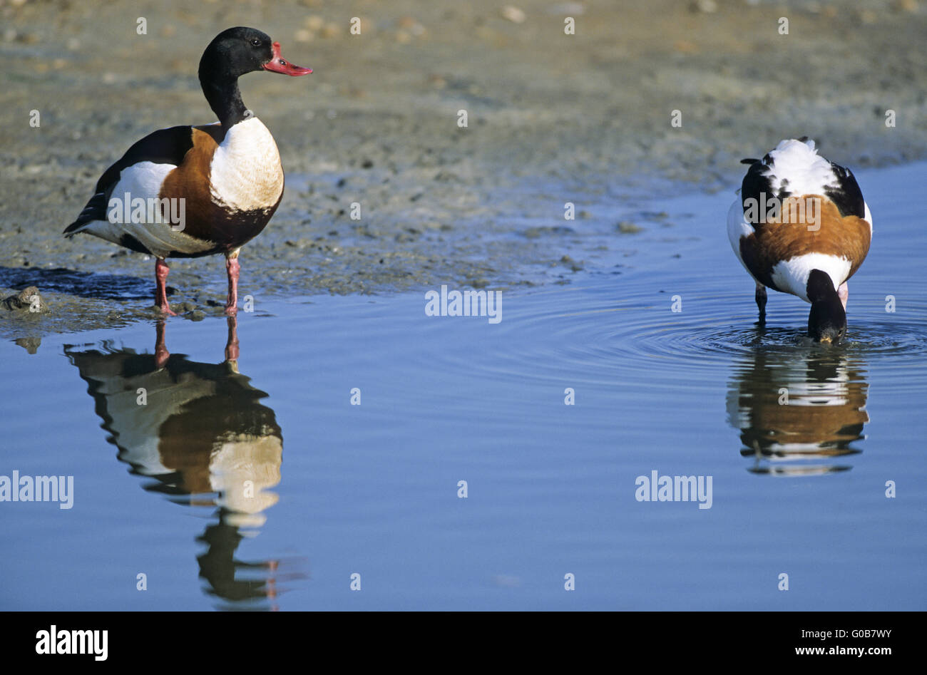 Two Common Shelduck gander and female foraging Stock Photo - Alamy
