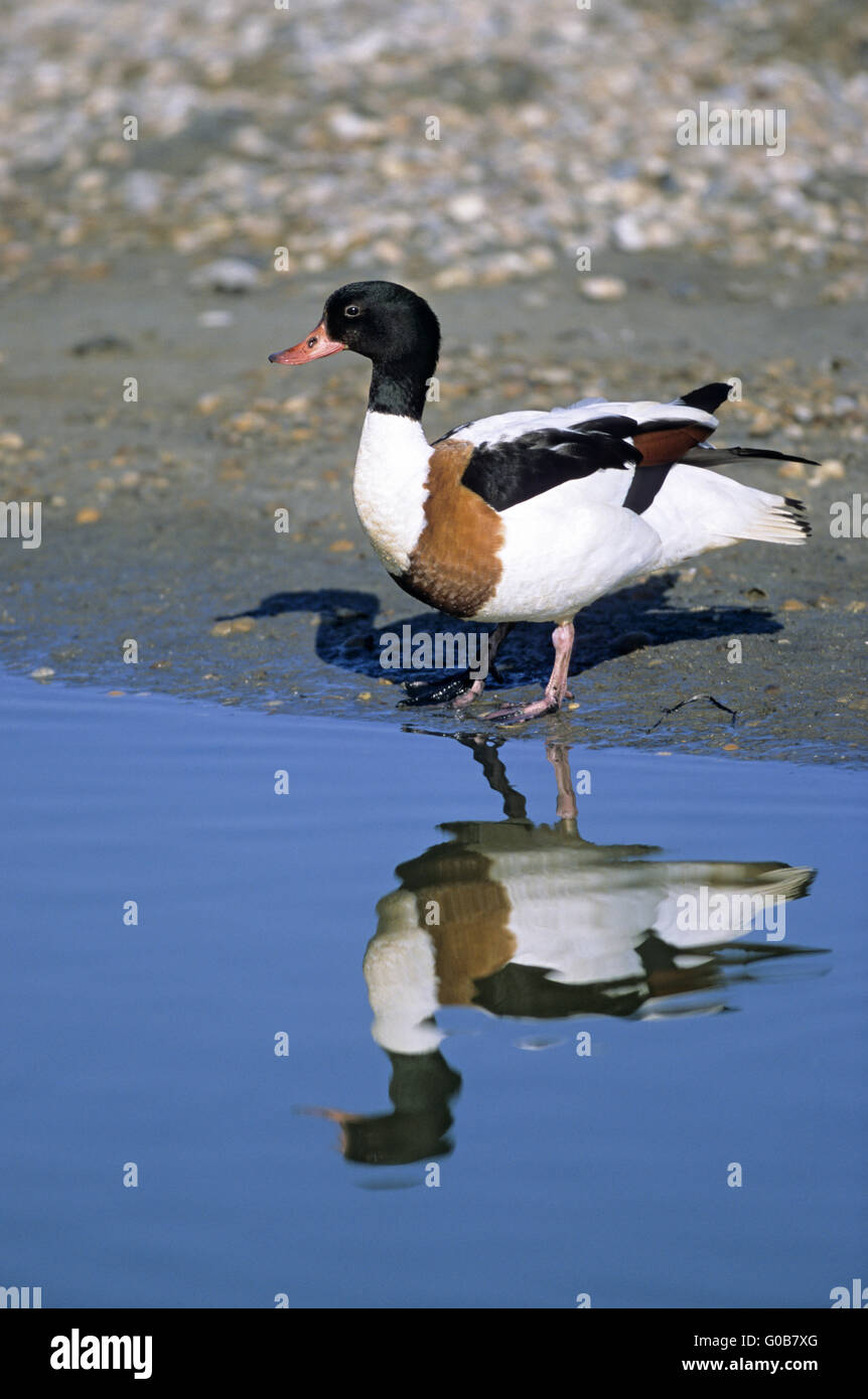 One Common Shelduck female with reflection Stock Photo - Alamy