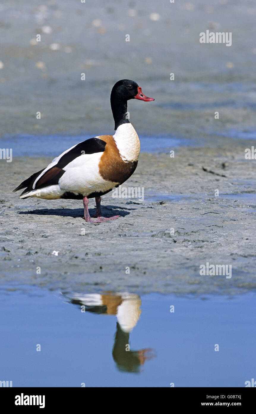 Breeding male common shelduck hi-res stock photography and images - Alamy