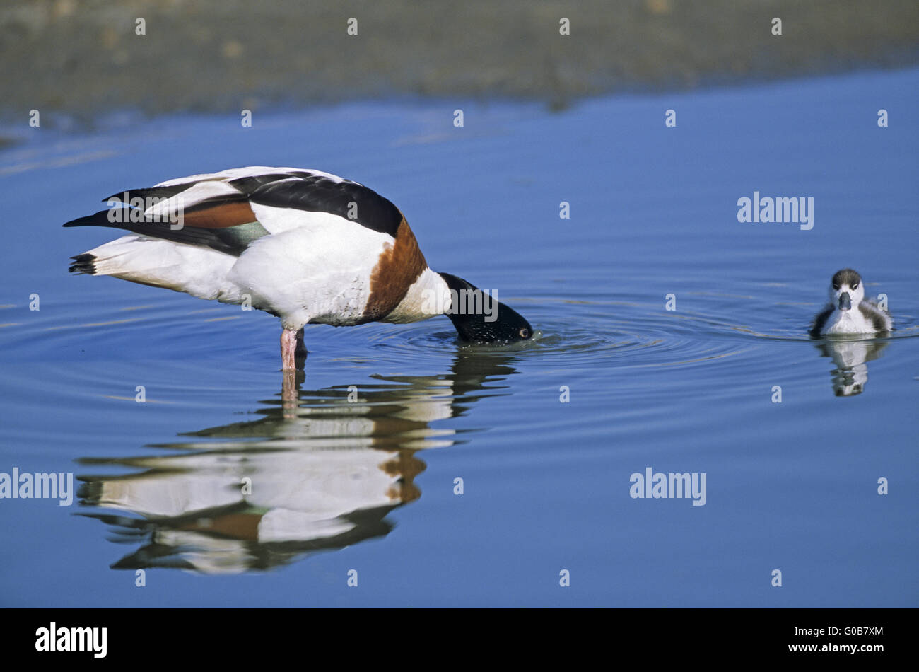 Female duck geese young hi-res stock photography and images - Alamy
