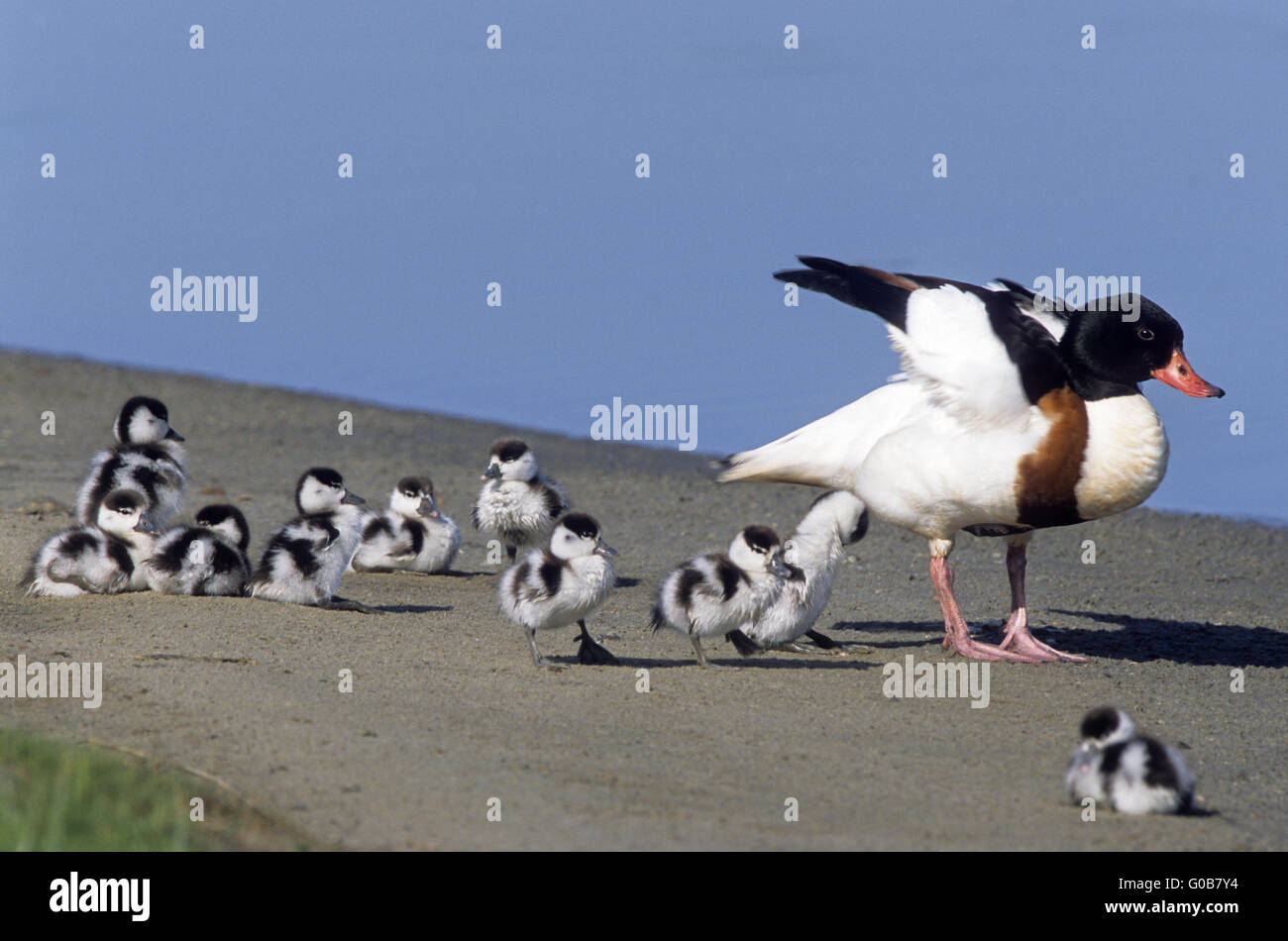 Female duck geese young hi-res stock photography and images - Alamy