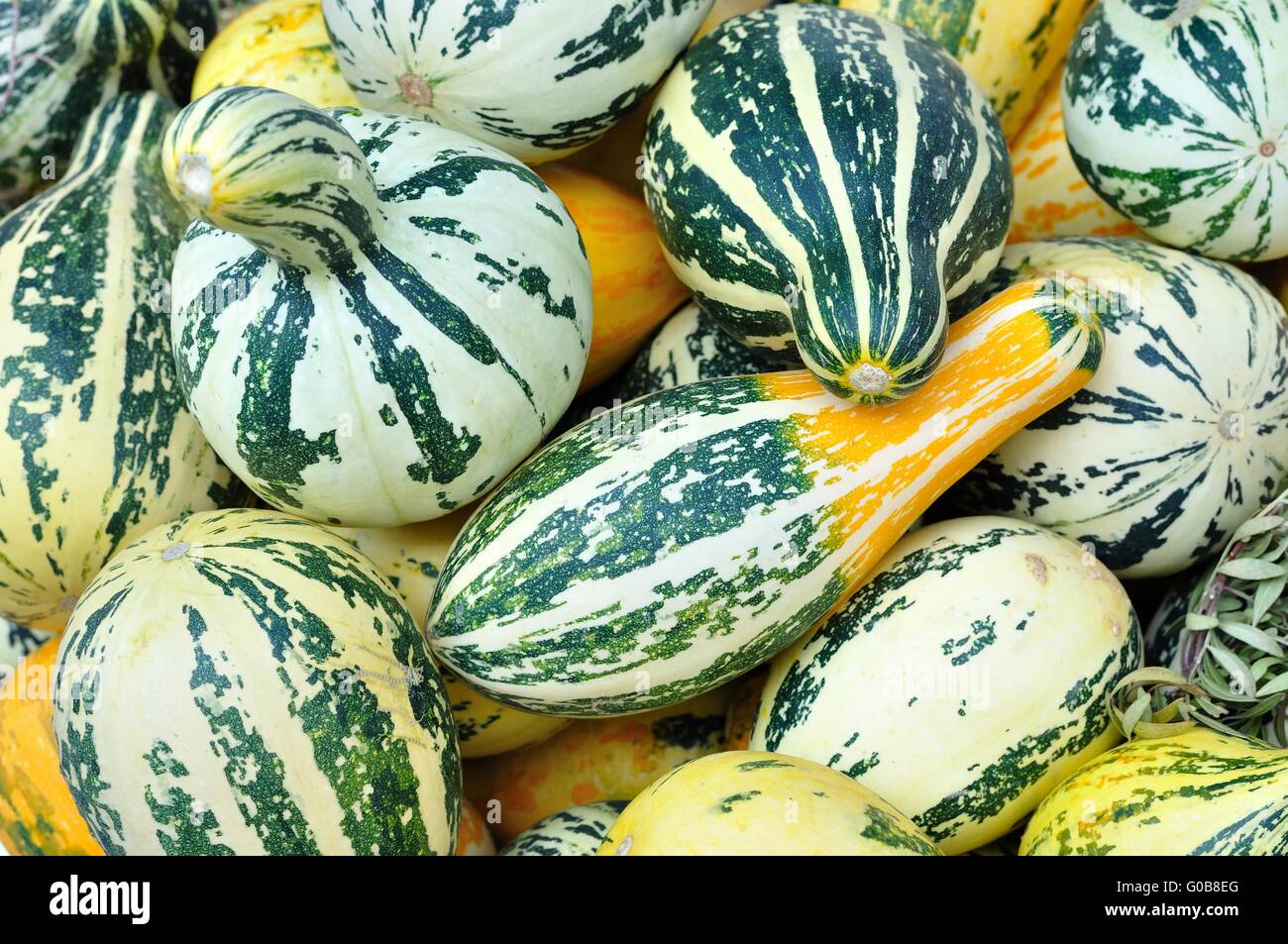 Texture of green yellow striped pumpkins Stock Photo - Alamy