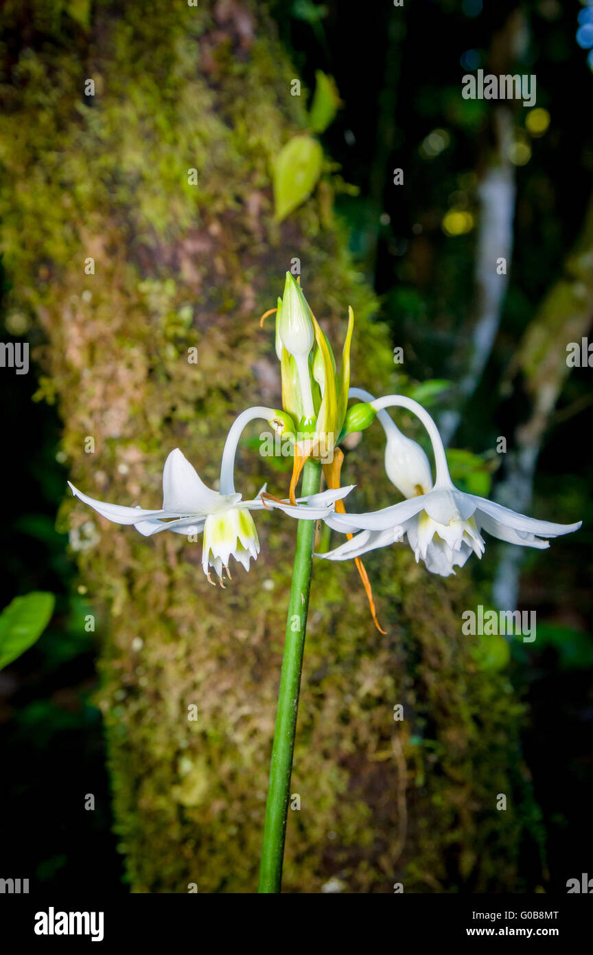Closeup beautiful green ayahuasca plant with blue flower blooming in ...